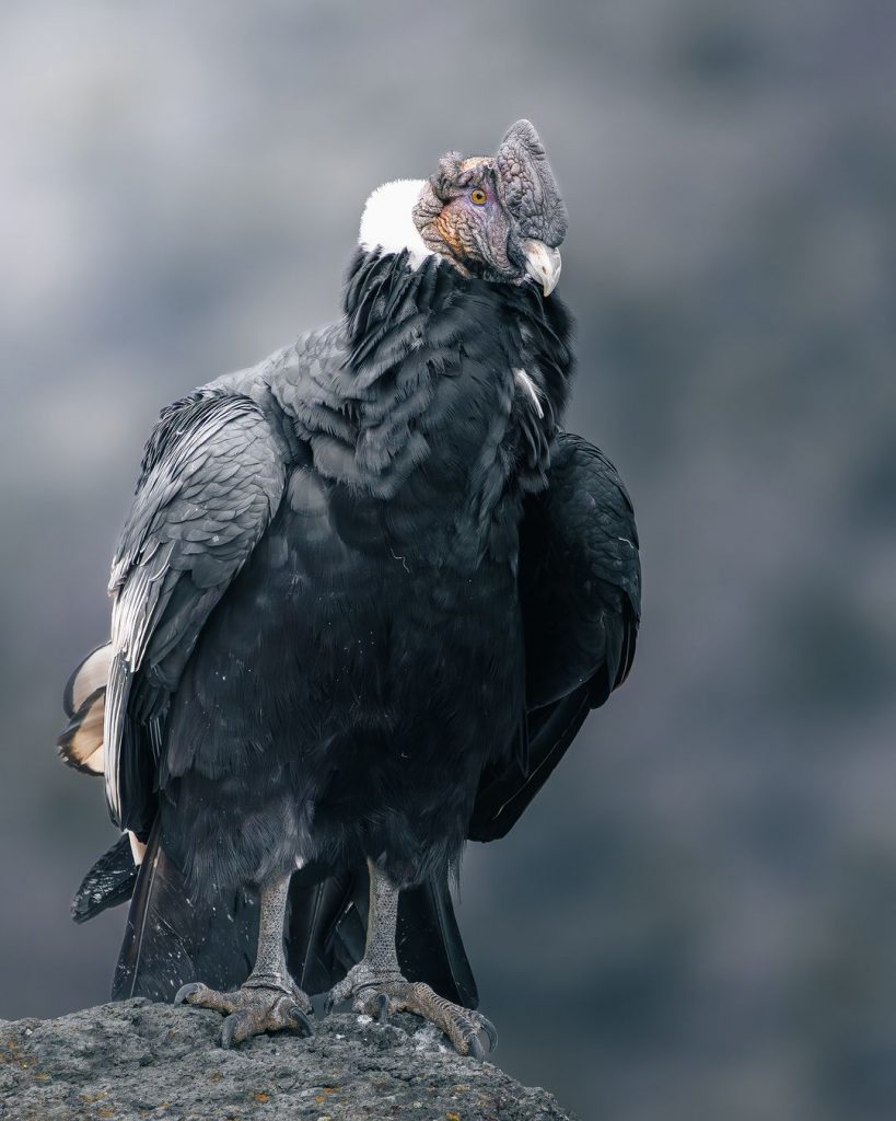 Descoberta inusitada: fêmeas de ave condor se reproduzem sem a ... Descoberta inusitada: fêmeas de ave condor se reproduzem sem a ...